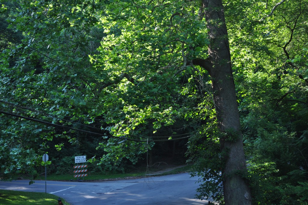 Trail Walk - Progress begins. - Cresheim Trail